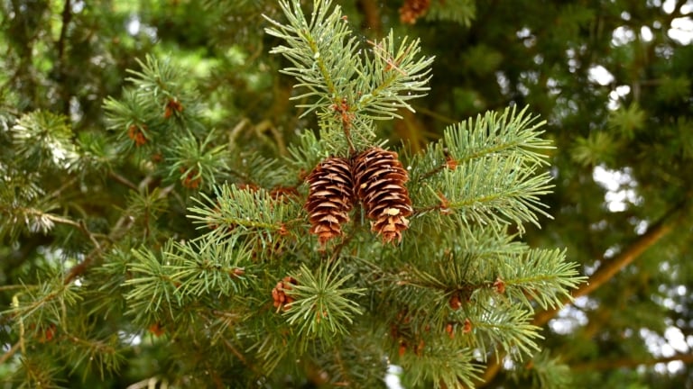25 Types of Conifers for Home Landscapes