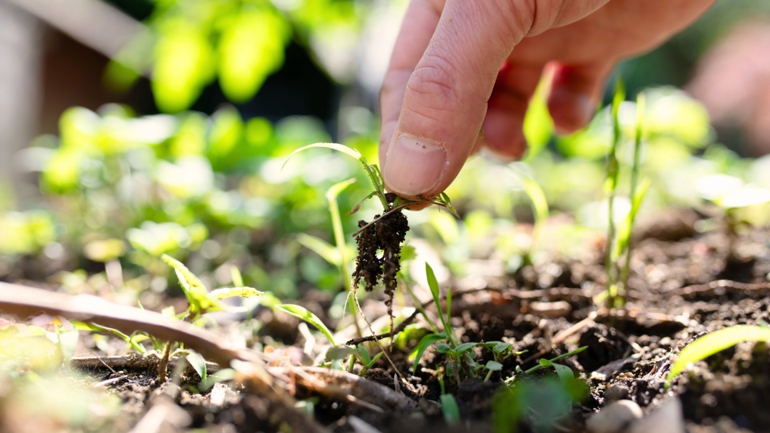 9 Tips for Removing Invasive Plants