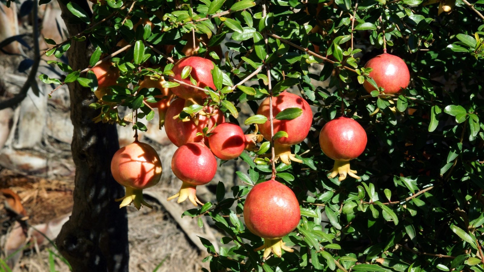 9 Berry Bushes That Thrive in Raised Beds