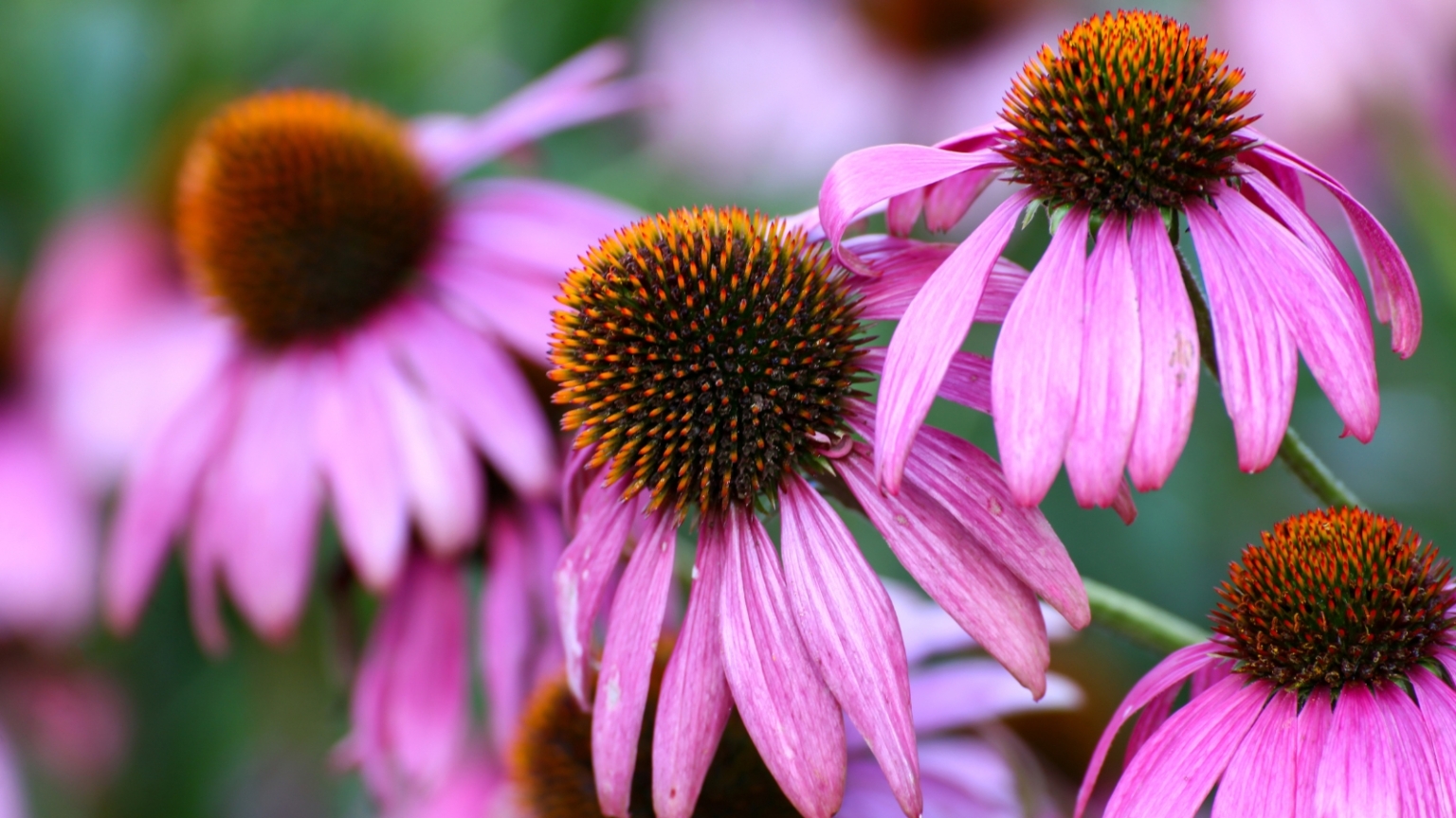 19 Herbs with Purple Flowers