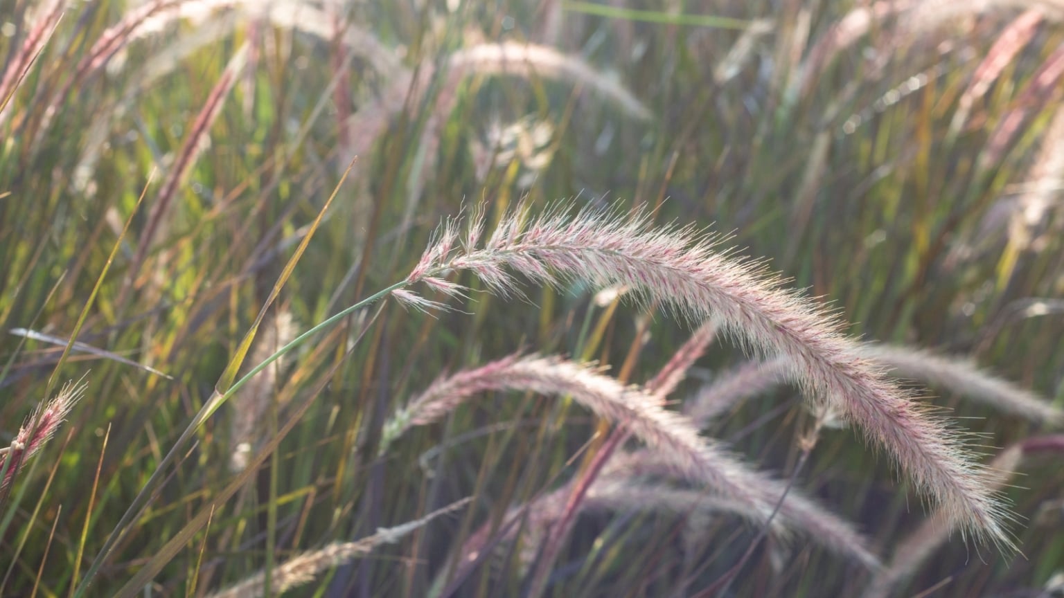 How to Plant, Grow, and Care for Purple Fountain Grass