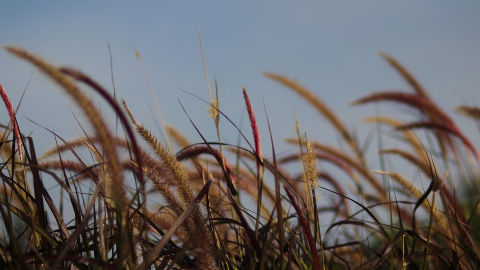 How to Plant, Grow, and Care for Purple Fountain Grass
