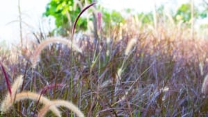 How to Plant, Grow, and Care for Purple Fountain Grass