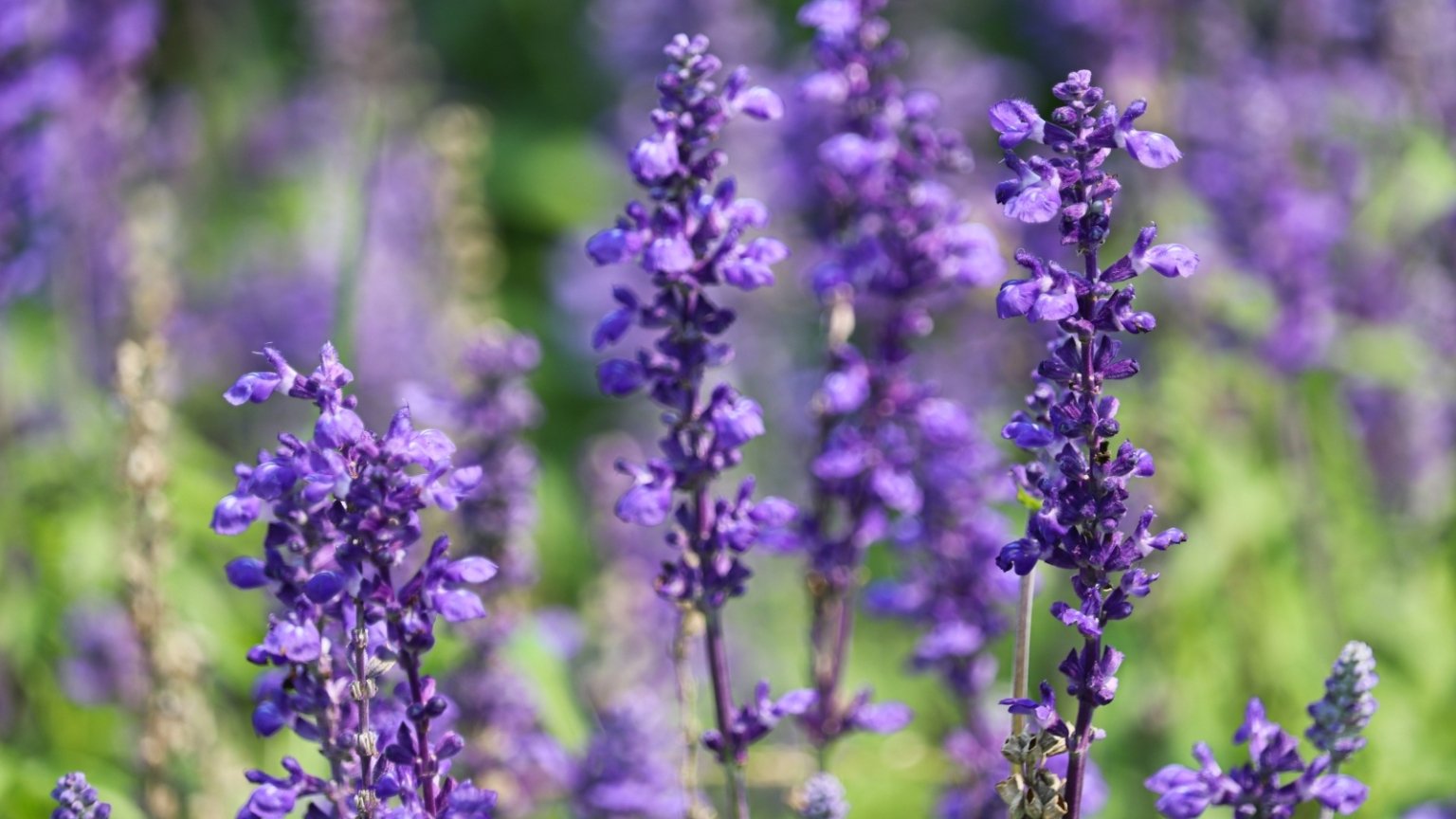 19 Herbs with Purple Flowers