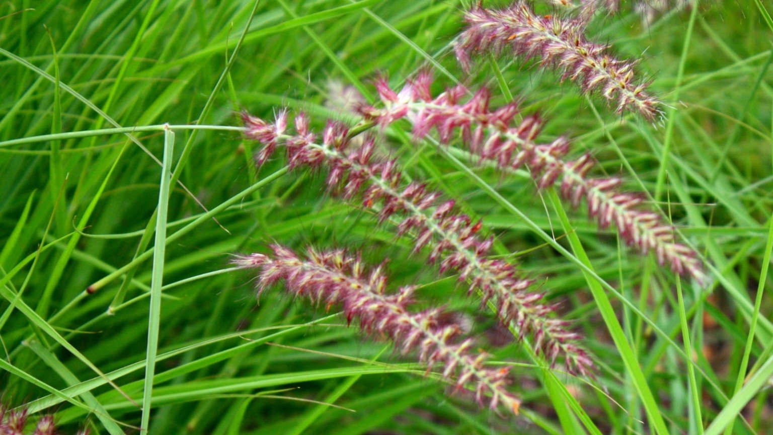 How to Plant, Grow, and Care for Purple Fountain Grass