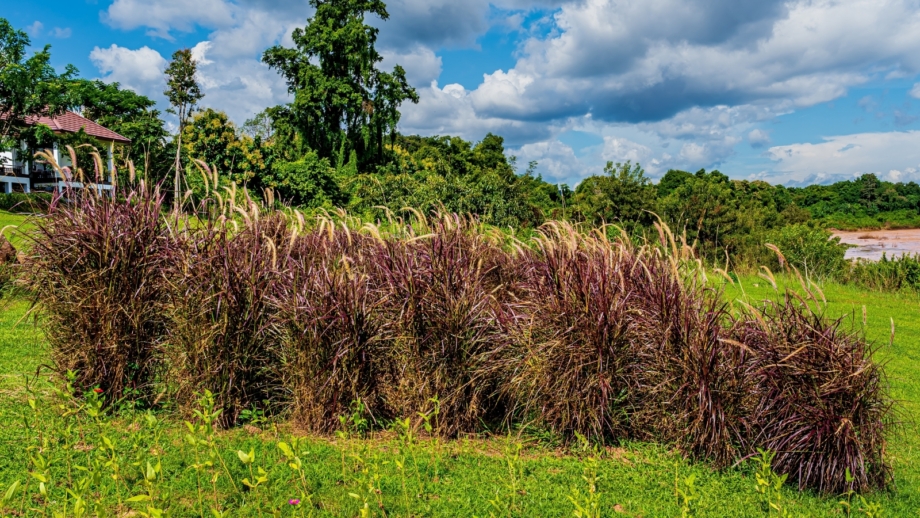 How to Plant, Grow, and Care for Purple Fountain Grass