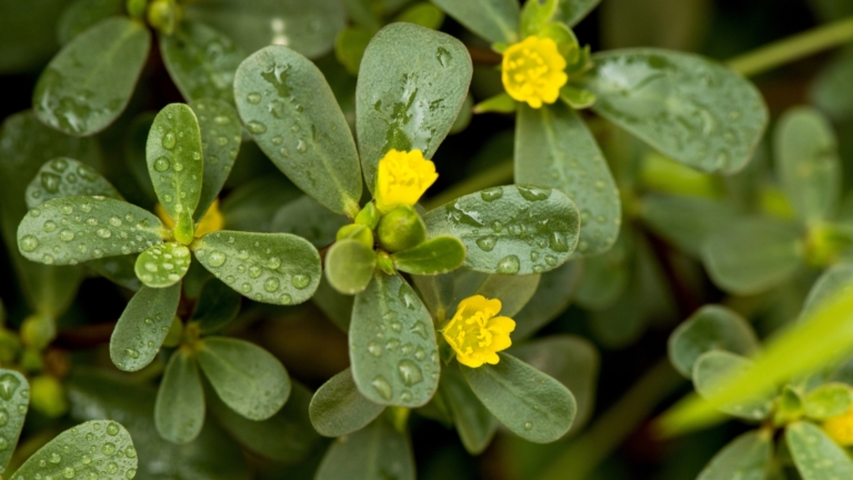 13 Best Bolt-Resistant Crops For Your Vegetable Garden