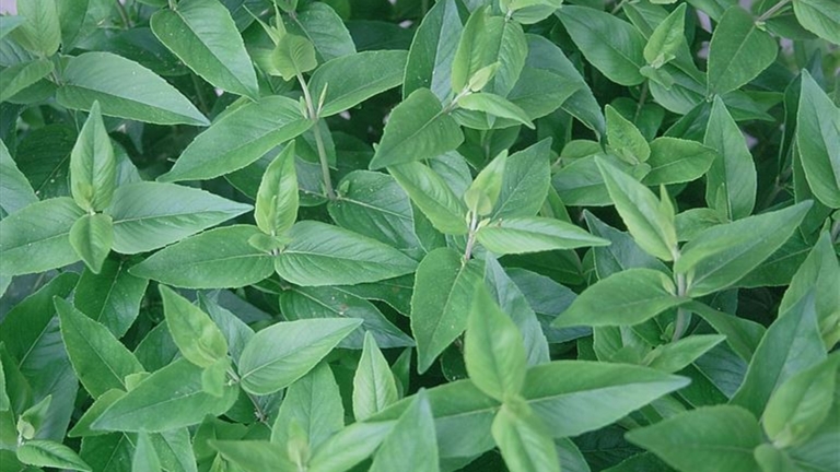 How to Plant, Grow, and Care for Mountain Mint