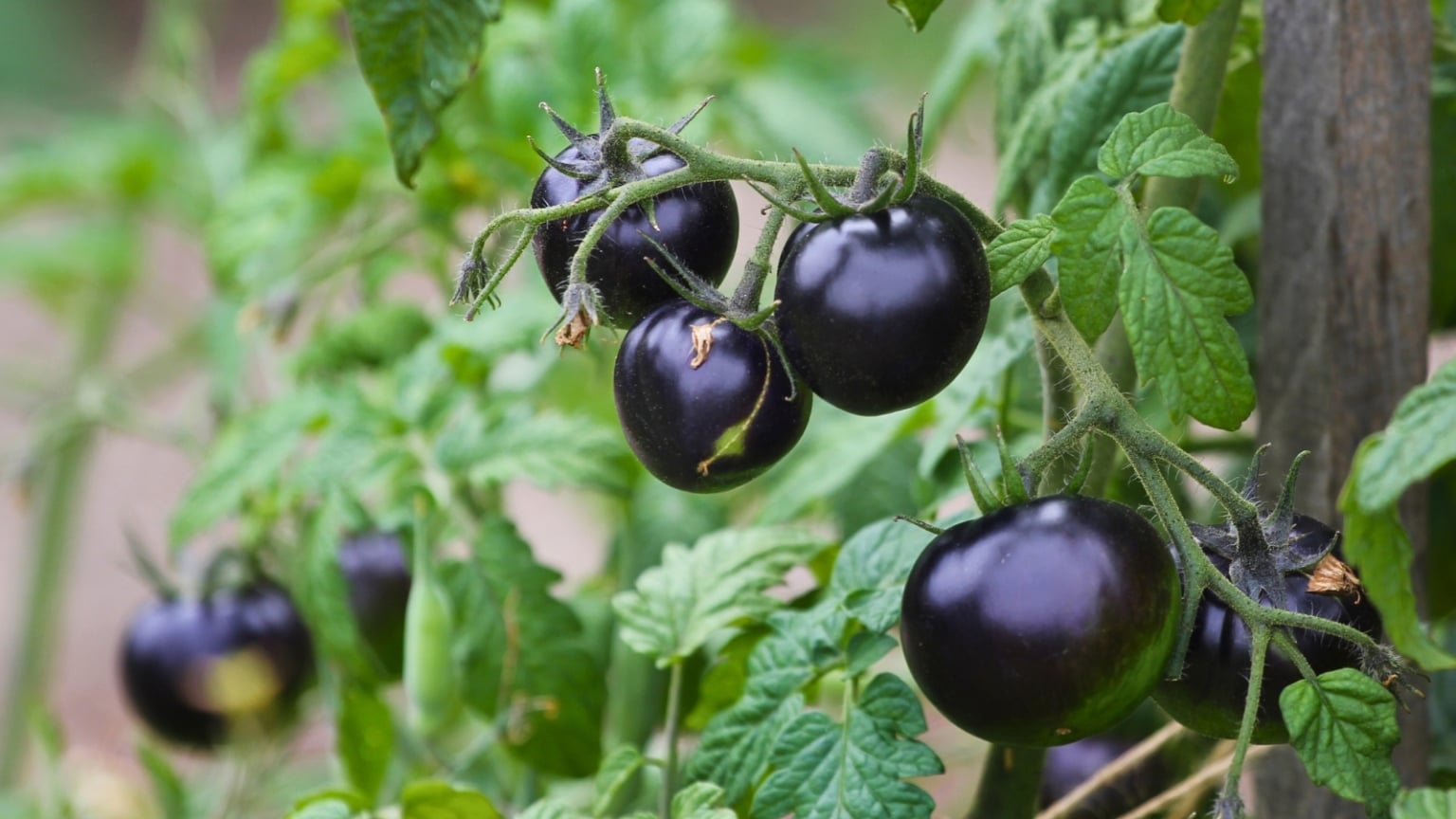 7 Colorful Tomatoes That Are Almost Too Pretty to Eat