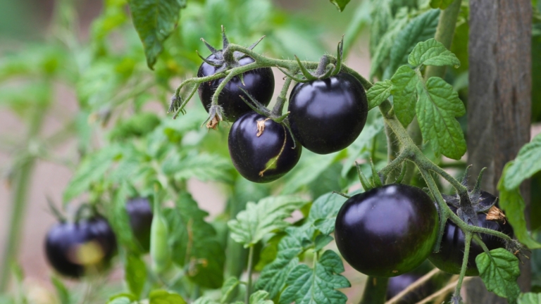 7 Colorful Tomatoes That Are Almost Too Pretty to Eat