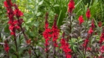 How to Plant, Grow, and Care For Cardinal Flower