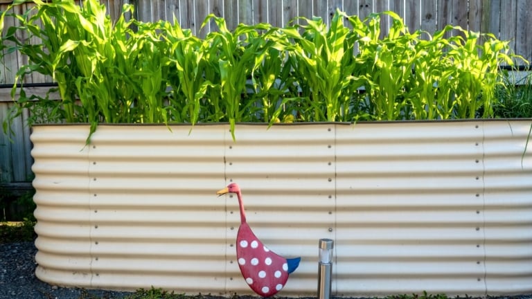 How to Grow Corn in Raised Beds: A Complete Guide
