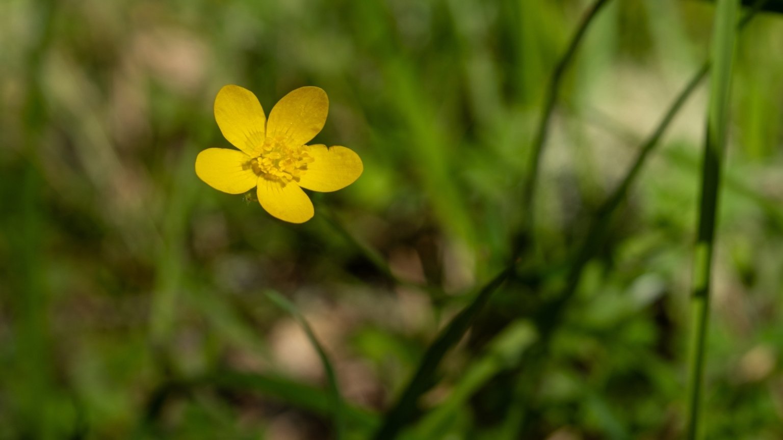 21 Oregon Native Wildflowers