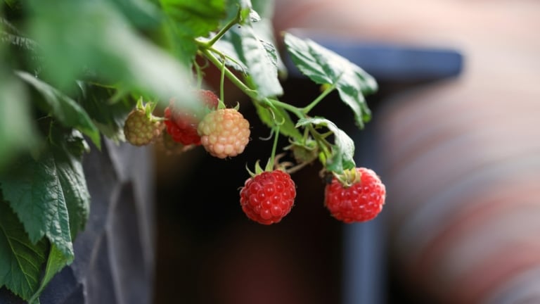 How to Grow Raspberries In Containers
