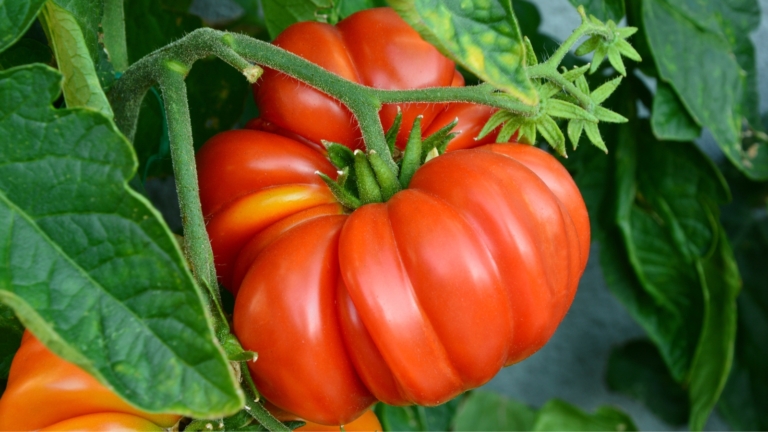 17 Tastiest Tomato Varieties for Fresh Eating