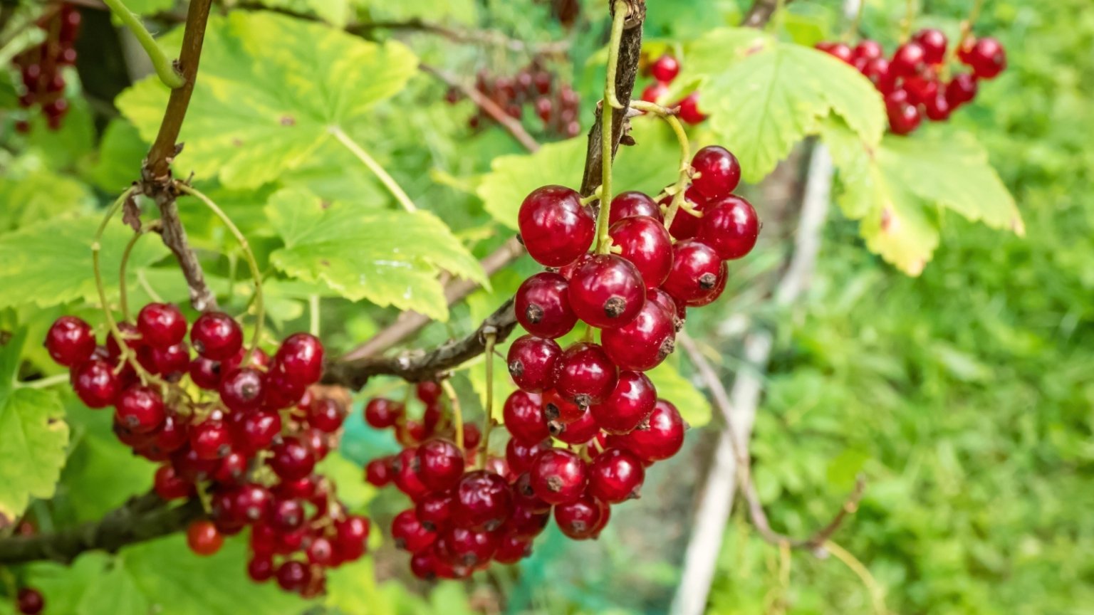 15 Compact Berry Plants That Grow Well in Containers