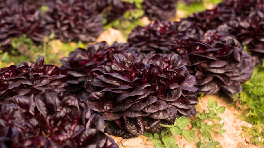 15 Beautiful Vegetables with Ornamental Appeal