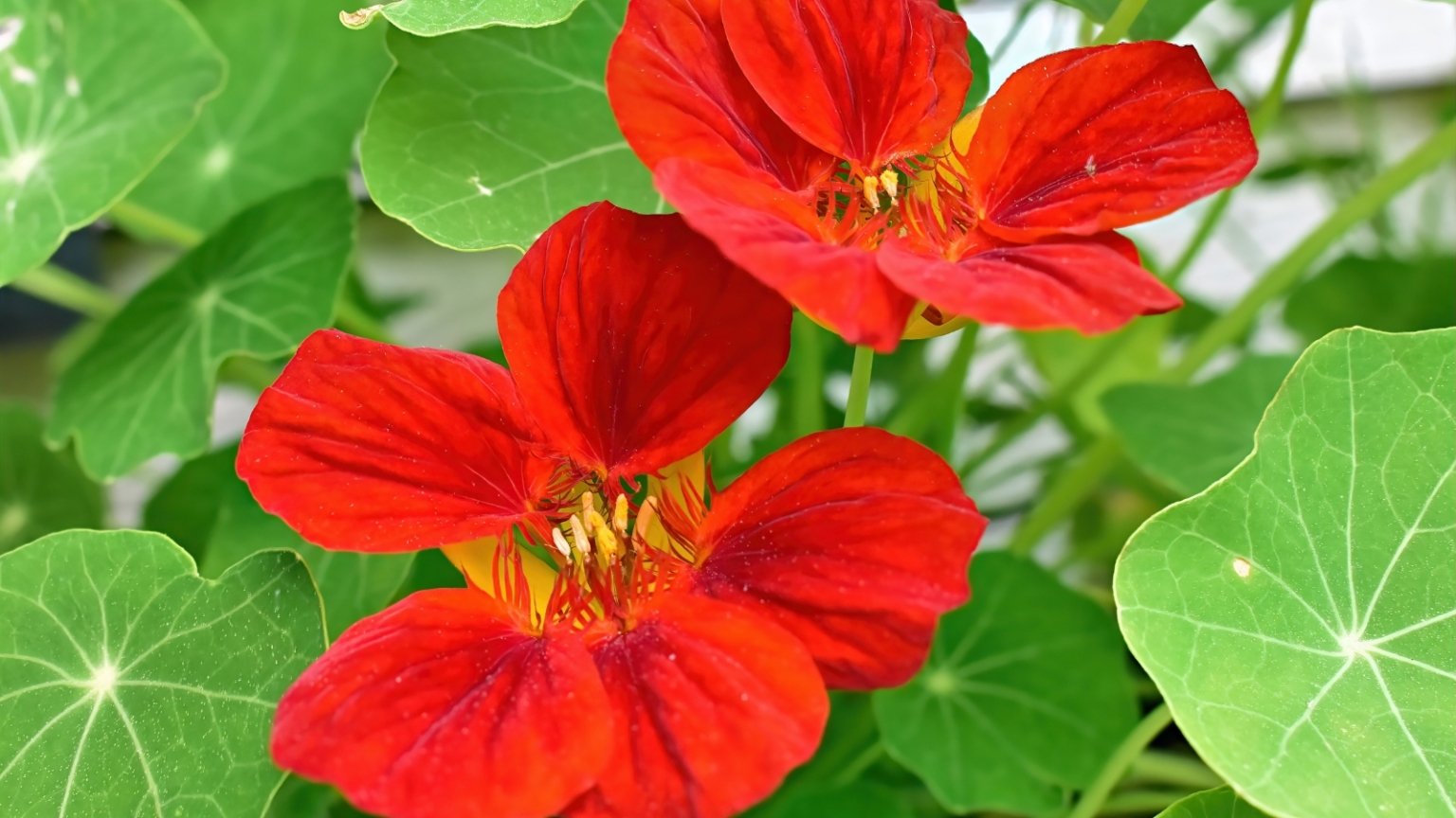 21 Deer-Resistant Annuals for Your Flower Garden