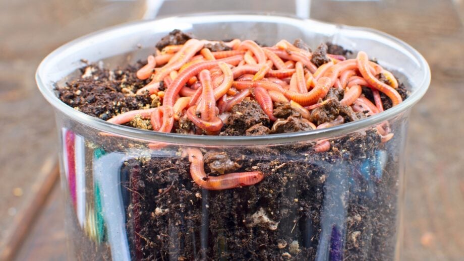 How to Make a DIY Worm Tower - Epic Gardening