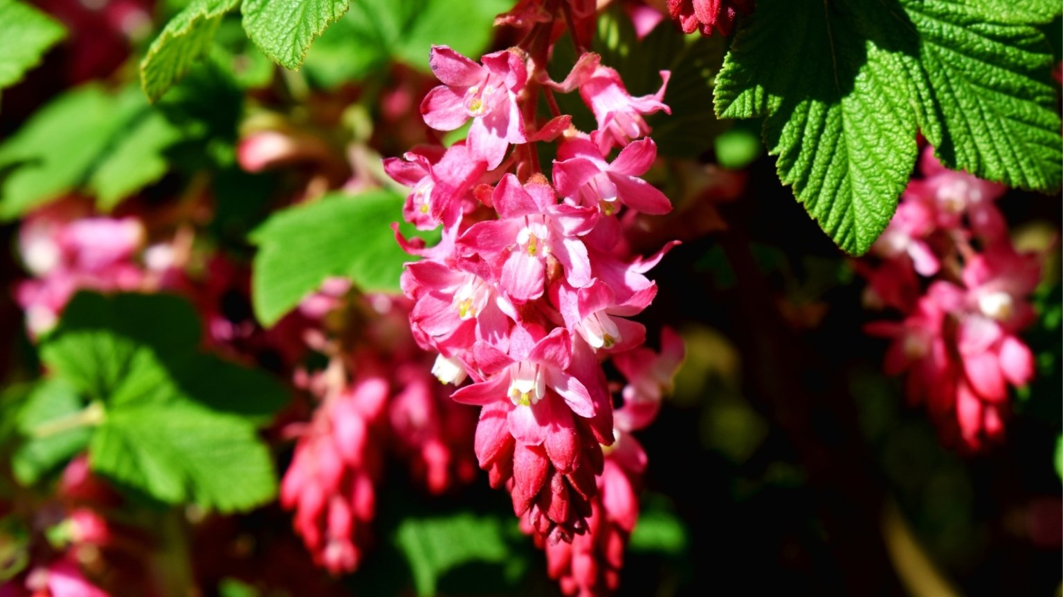 17 Best North American Native Shrubs For Your Garden