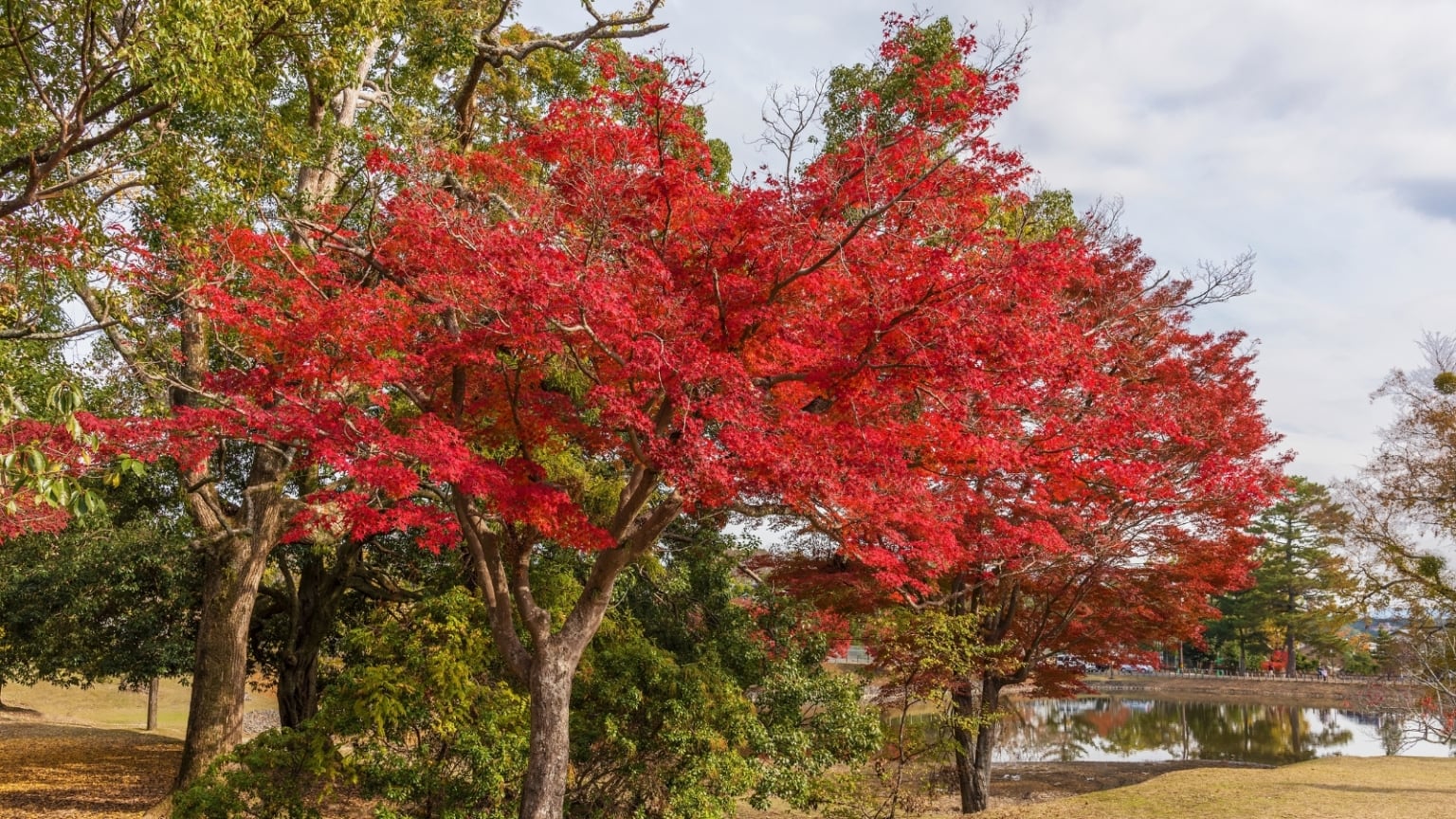 What’s the Difference Between Deciduous and Evergreen Trees?
