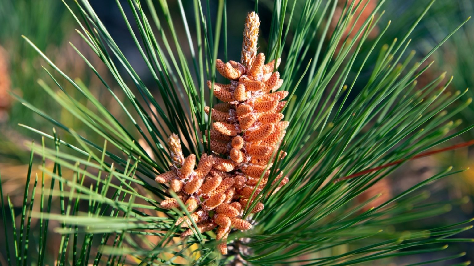 Pine Tree Growth Rates: How Fast do Pine Trees Grow?