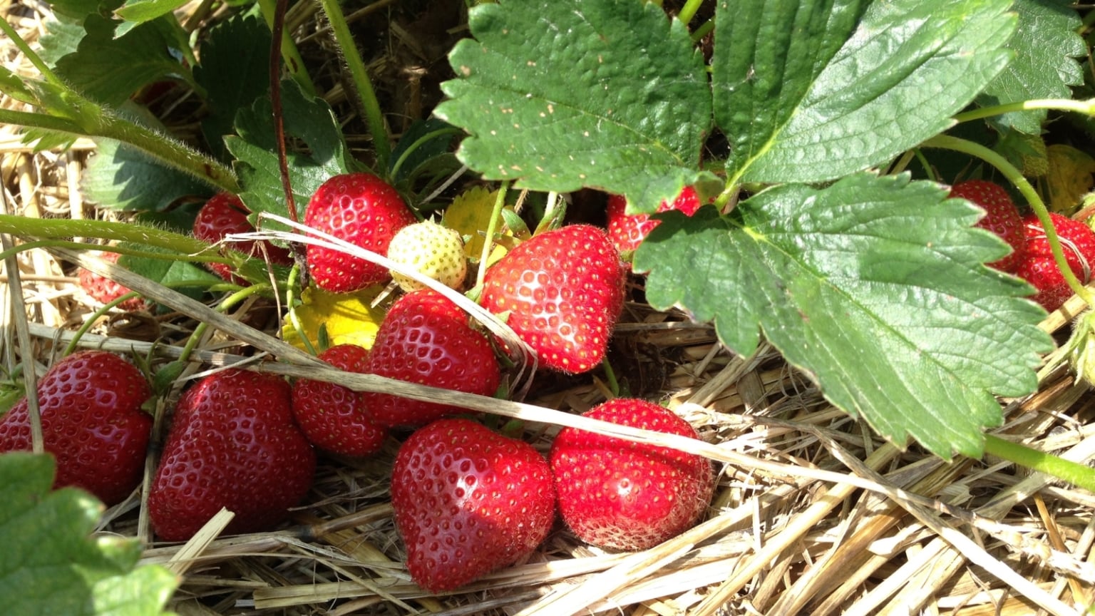 8 Secrets to Huge, Juicy Garden Strawberries