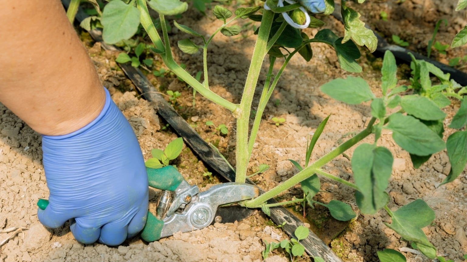 Avoid These 9 Tomato-Growing Myths