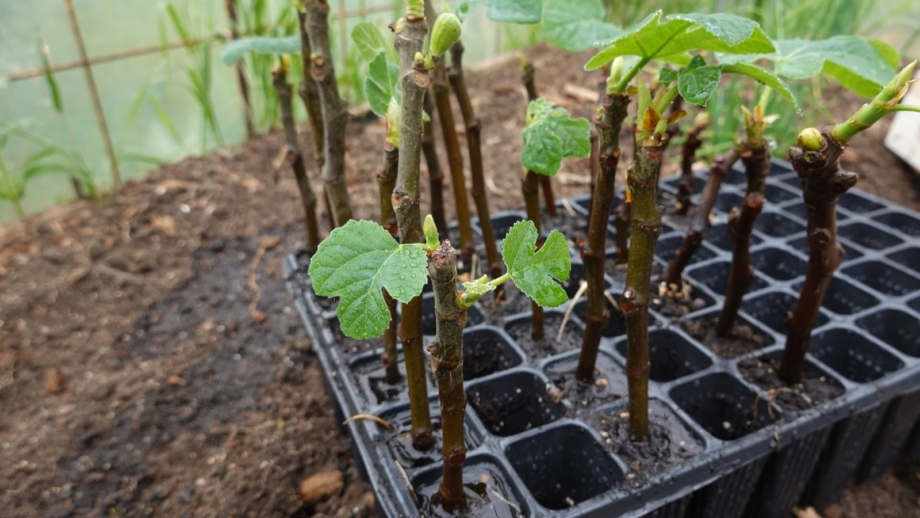 How to Plant, Grow, and Care For Yellow Long Neck Figs