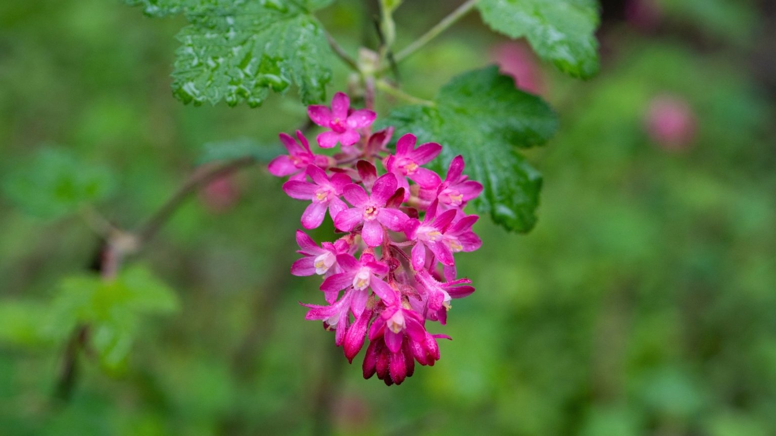 19 Native Plants With Beautiful Flowers