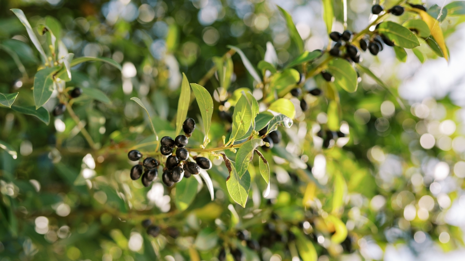 Which Growing Zones are in Oregon?