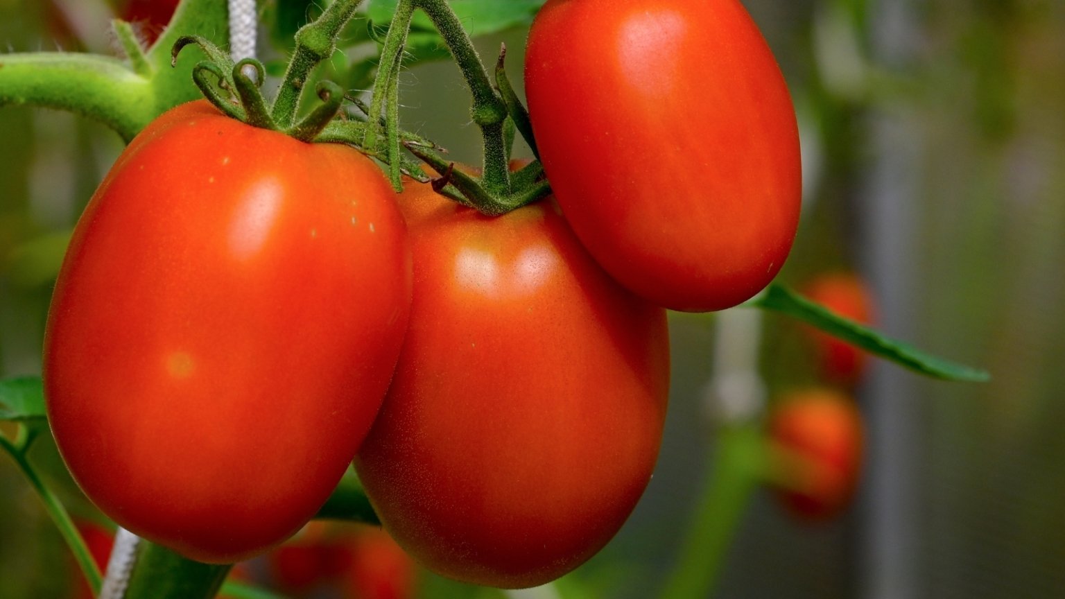 13 Best Tomato Varieties to Grow in Pots and Containers