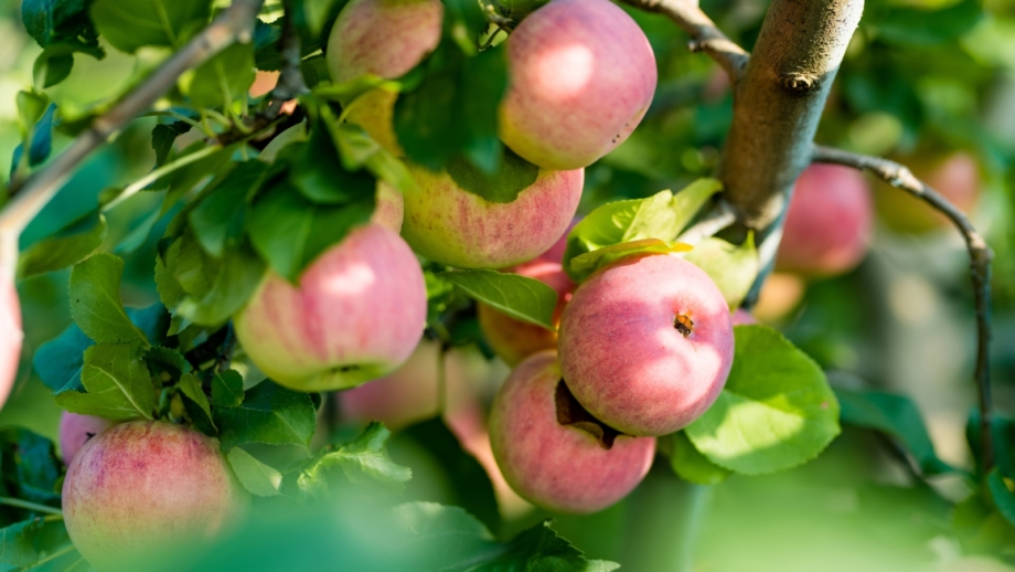 Which Growing Zones are in Oregon?