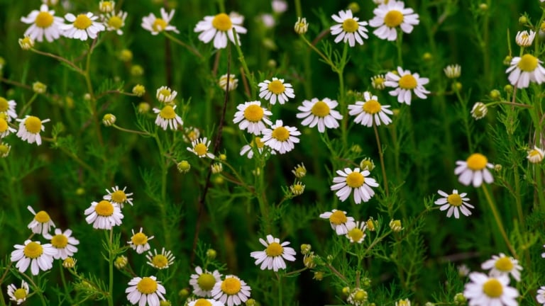 5 Types of Chamomile for Your Garden