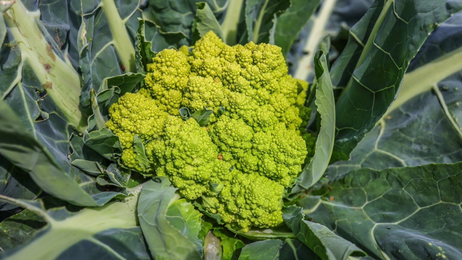 15 Beautiful Vegetables with Ornamental Appeal