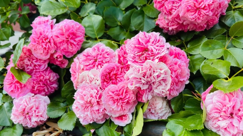 15 Roses With Beautiful Foliage