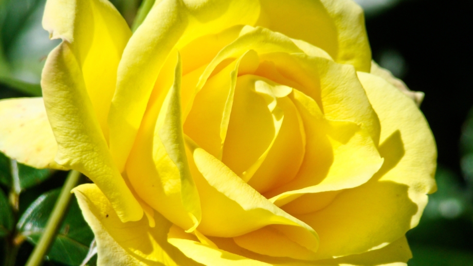 20 Most Beautiful Grandiflora Roses for Your Home Garden
