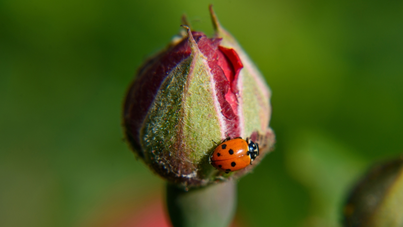 Should You Buy Ladybugs as Natural Pest Control?