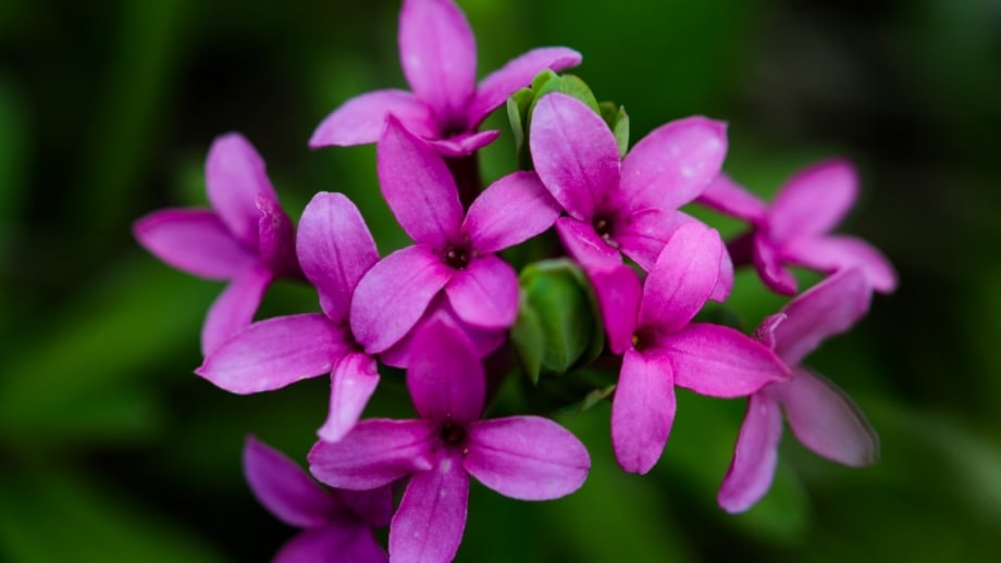 9 Flowering Daphne Varieties For Your Landscape
