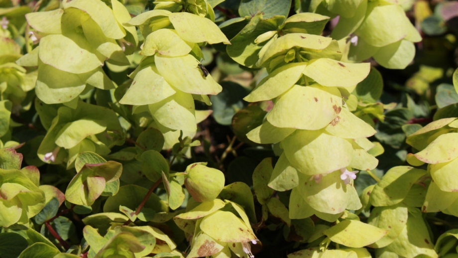 How to Plant, Grow, and Care for ‘Kent Beauty’ Ornamental Oregano