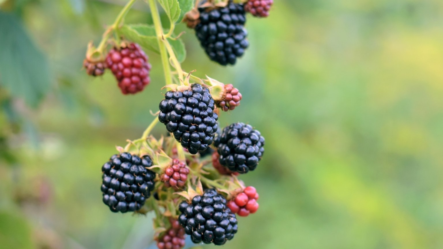 15 Compact Berry Plants That Grow Well in Containers