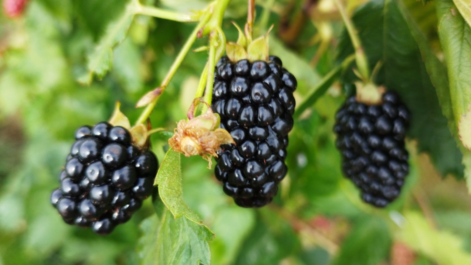 15 Compact Berry Plants That Grow Well in Containers