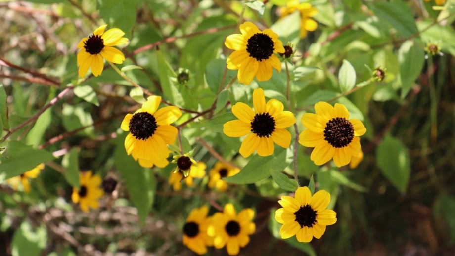 How to Plant, Grow, and Care for Brown-Eyed Susans