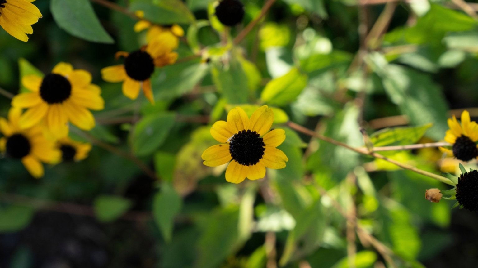 How to Plant, Grow, and Care for Brown-Eyed Susans