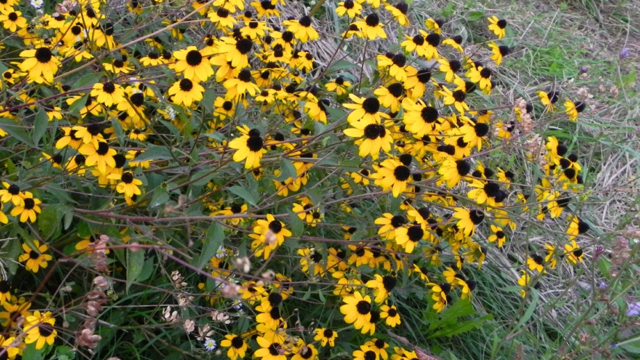 How to Plant, Grow, and Care for Brown-Eyed Susans