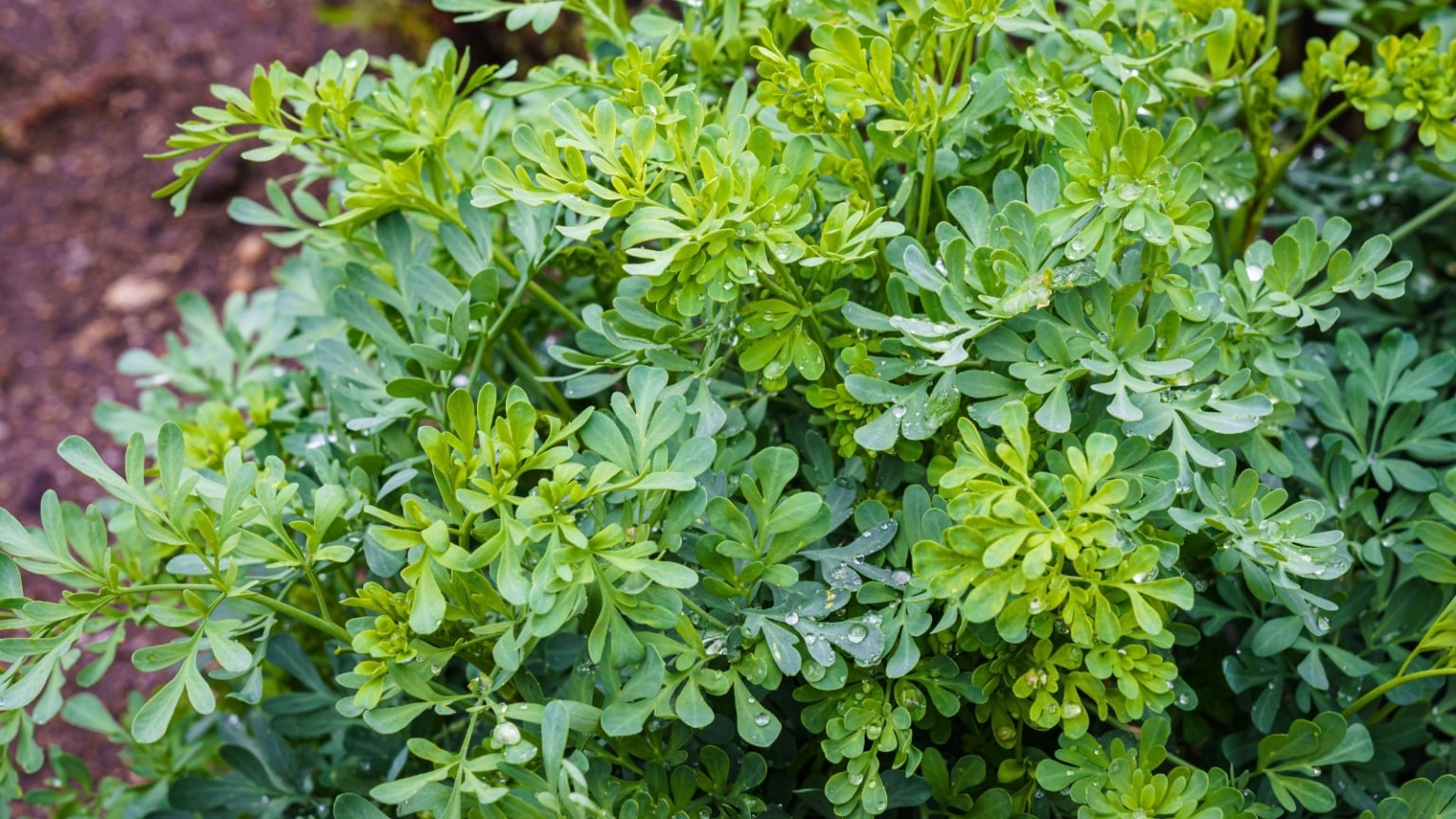 What Herbs Grow Well Together?