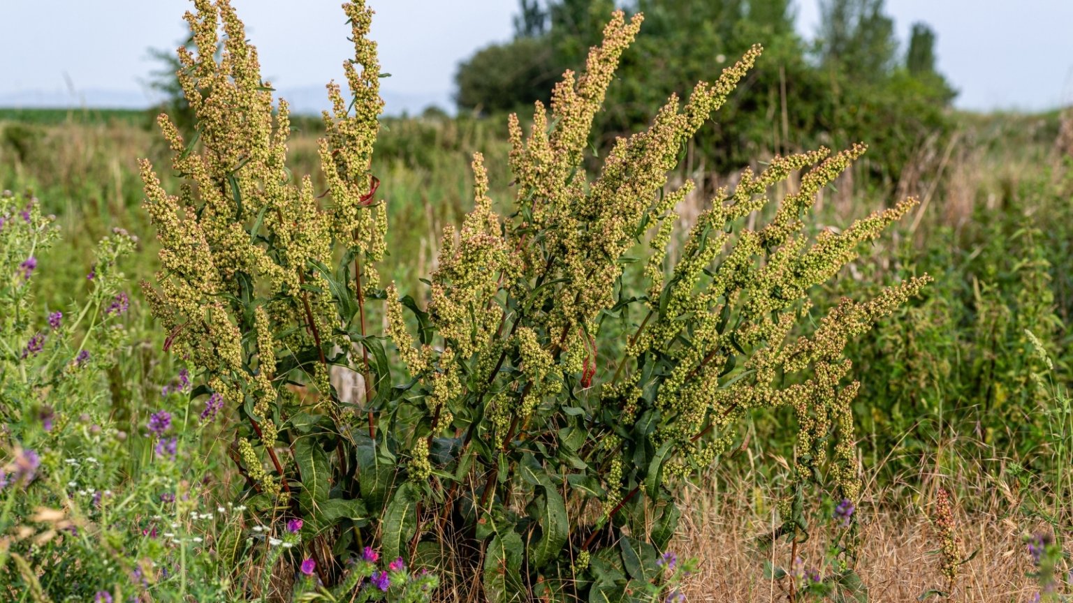 41 Beneficial Weeds and Their Uses