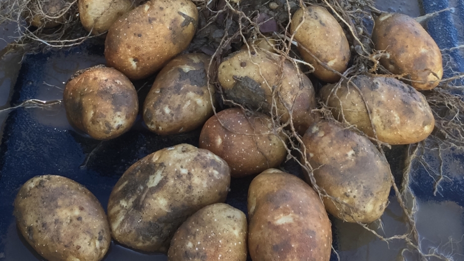 31 Potato Varieties To Plant This Year