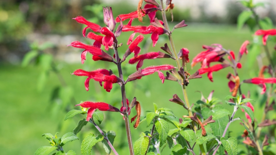 81 Annual Flowers: A Big List With Names and Pictures
