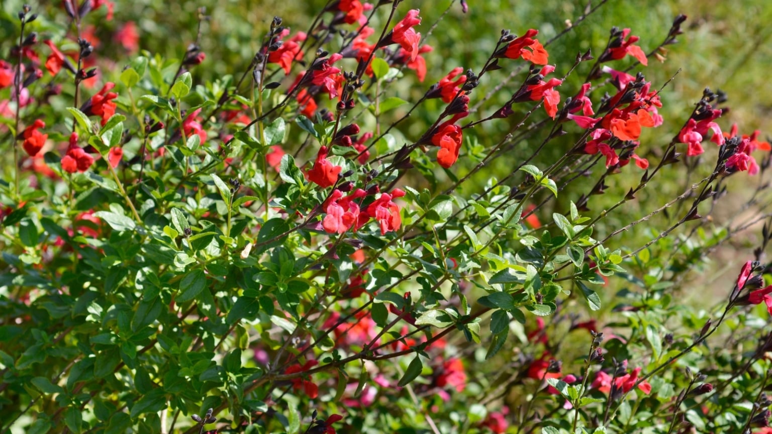 How to Plant, Grow, and Care for Autumn Sage